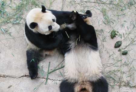 Information about Giant Panda Mei Qian | Panda News