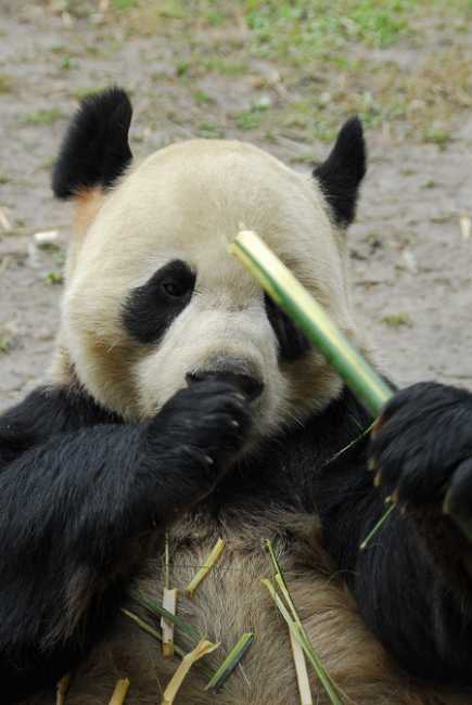 Information about Giant Panda Xi Wang | Panda News