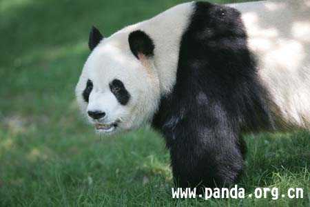 Information about Giant Panda Cheng Gong | Panda News