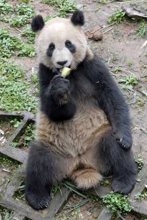 Information about Giant Panda Fu Ni | Panda News