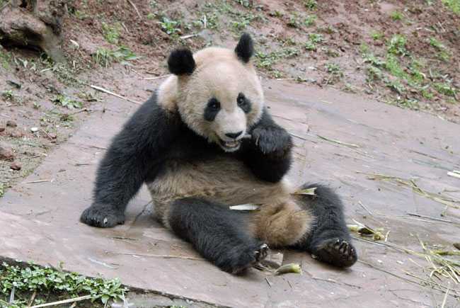 Information about Giant Panda Fu Ni | Panda News