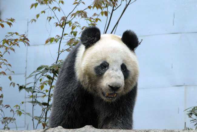 Adelaide Pandas Delayed | Panda News