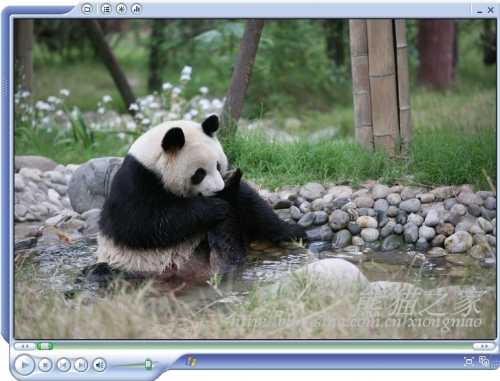 Information about Giant Panda Yuan Yuan | Panda News