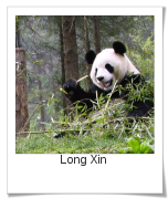 Information about Giant Panda Long Xin | Panda News