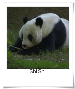 Information about Giant Panda Shi Shi | Panda News